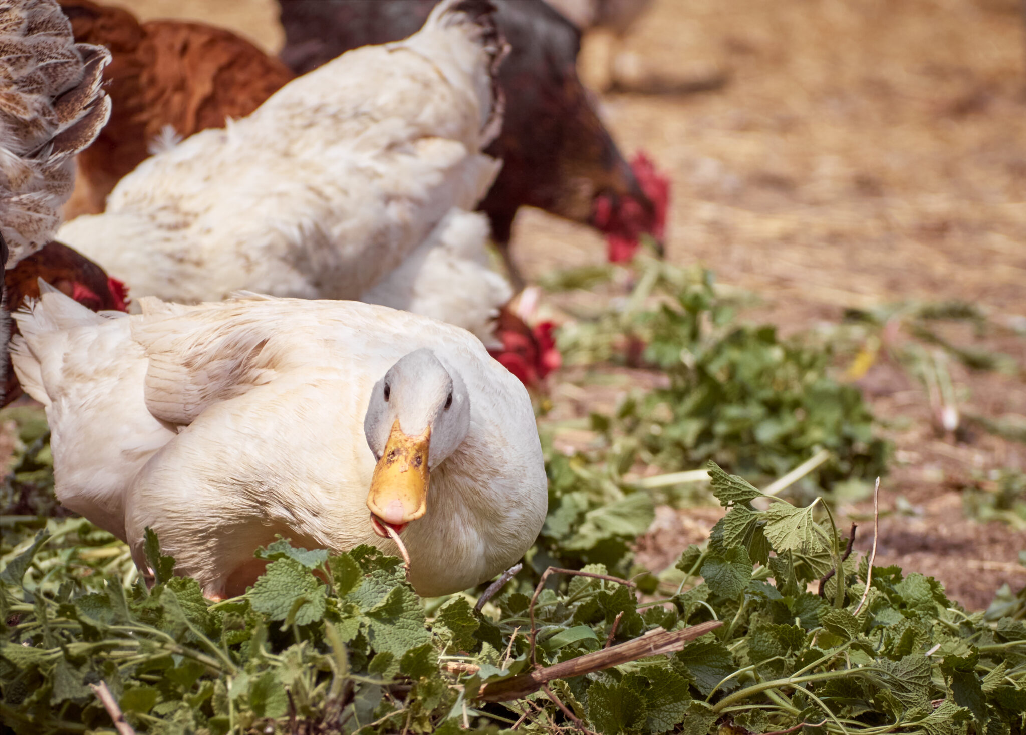 9 Lesser-Known Chicken and Duck Facts - Backyard Poultry